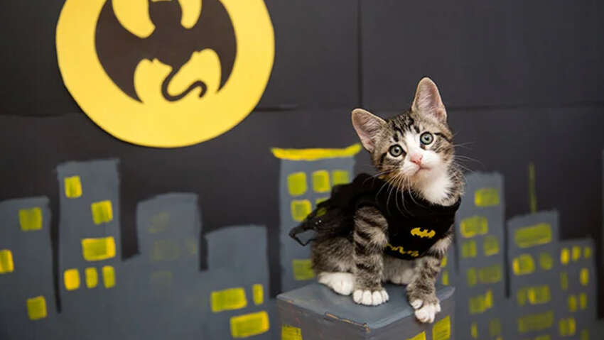 Halloween costumes for cats - Lifestyle-trending.com